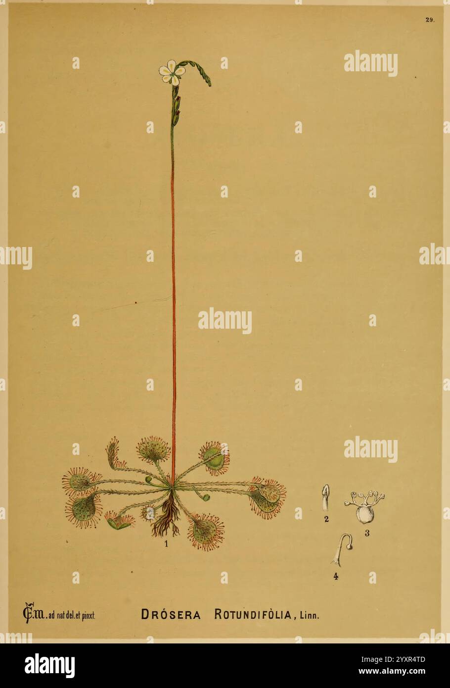 American medicinal plants, New York, Boericke & Tafel, c1887, botany ...