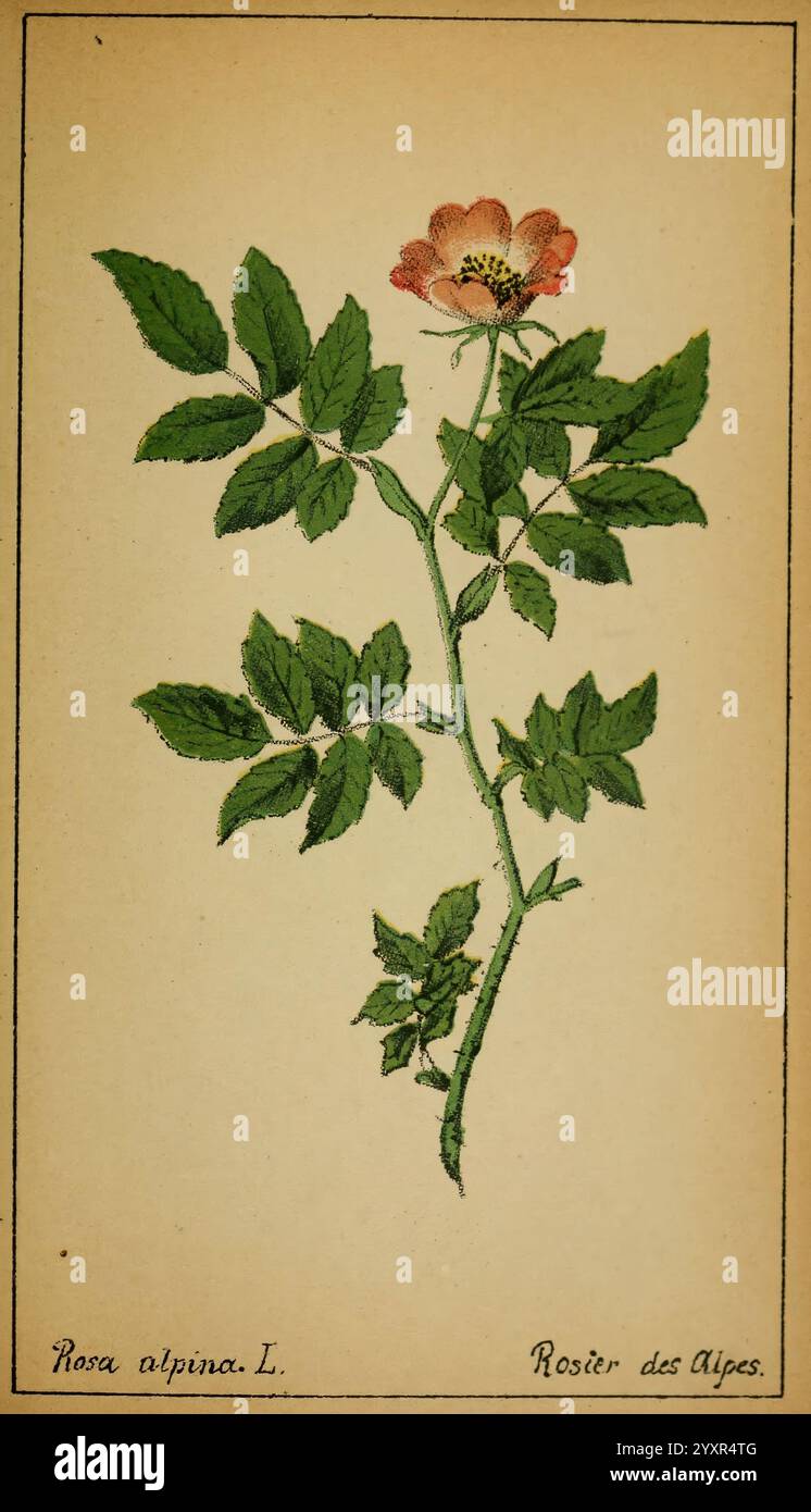 Charming common designation hi-res stock photography and images - Alamy