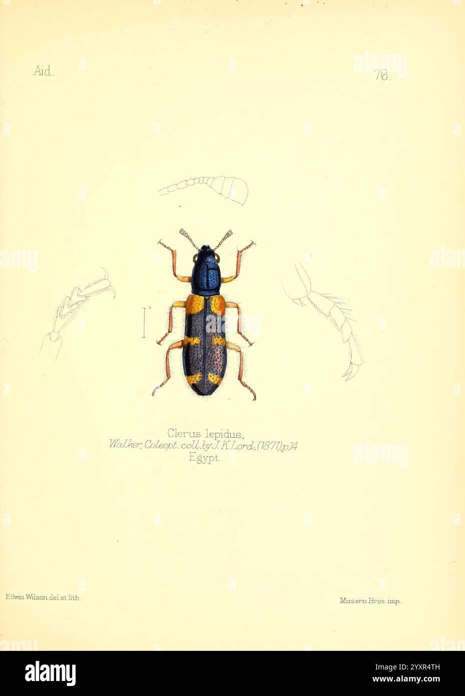 Aid to the identification of insects London, E.W. Janson,1880-90 ...