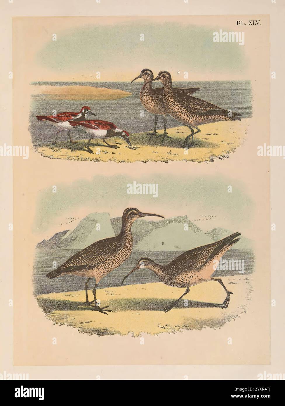 The Birds of North America New York, 1903 Birds North America Pictorial ...