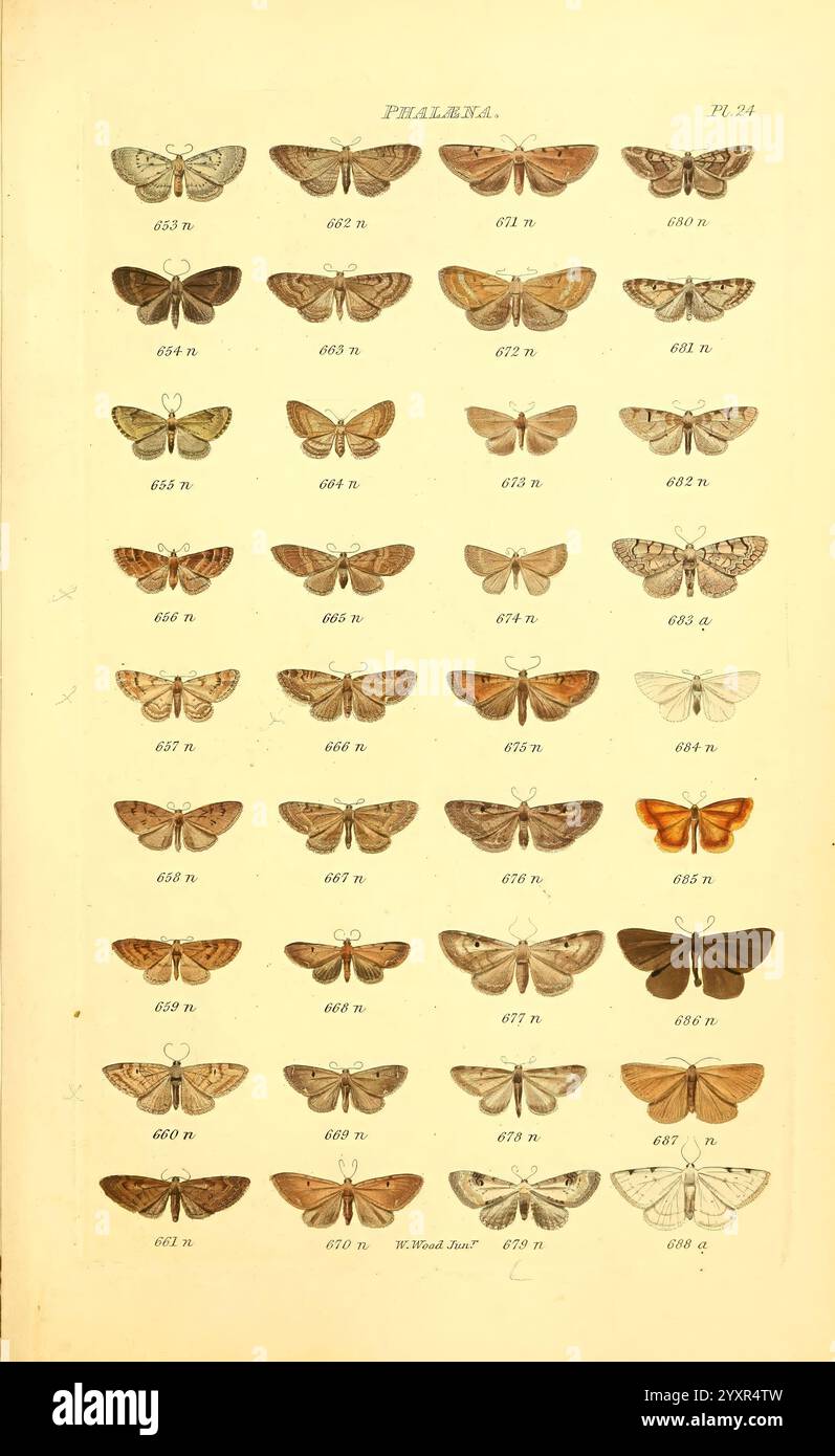 Index entomologicus London William Wood 1839 Butterflies Classification ...