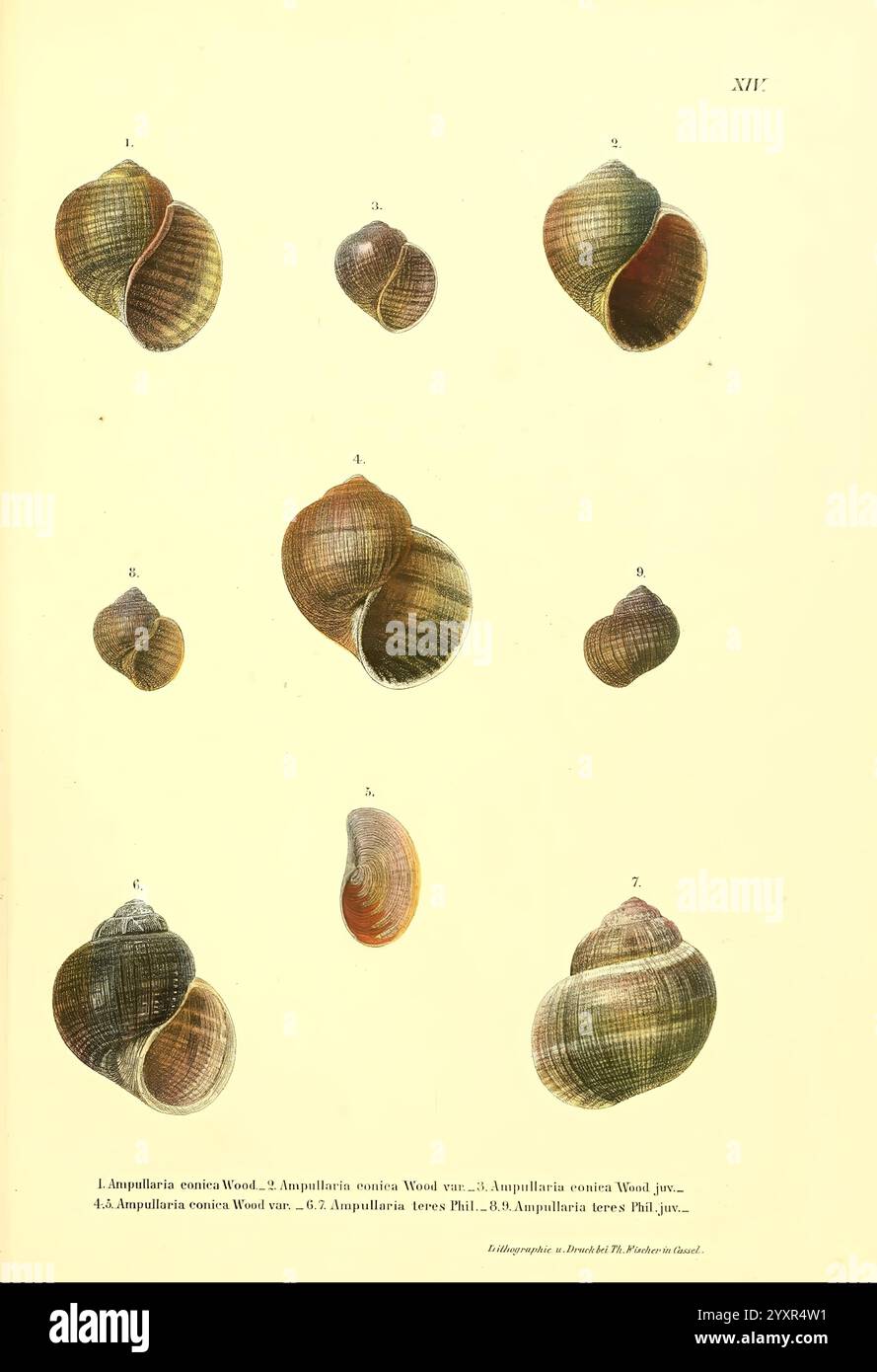 Novitates Conchologicae, Cassel, T. Fischer, 1854-79, mollusks ...