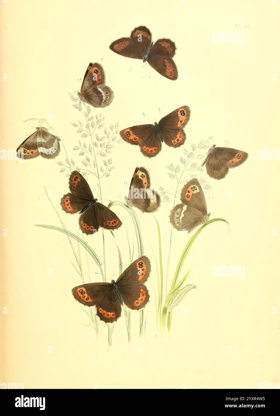 British butterflies and their transformations, London, William Smith ...