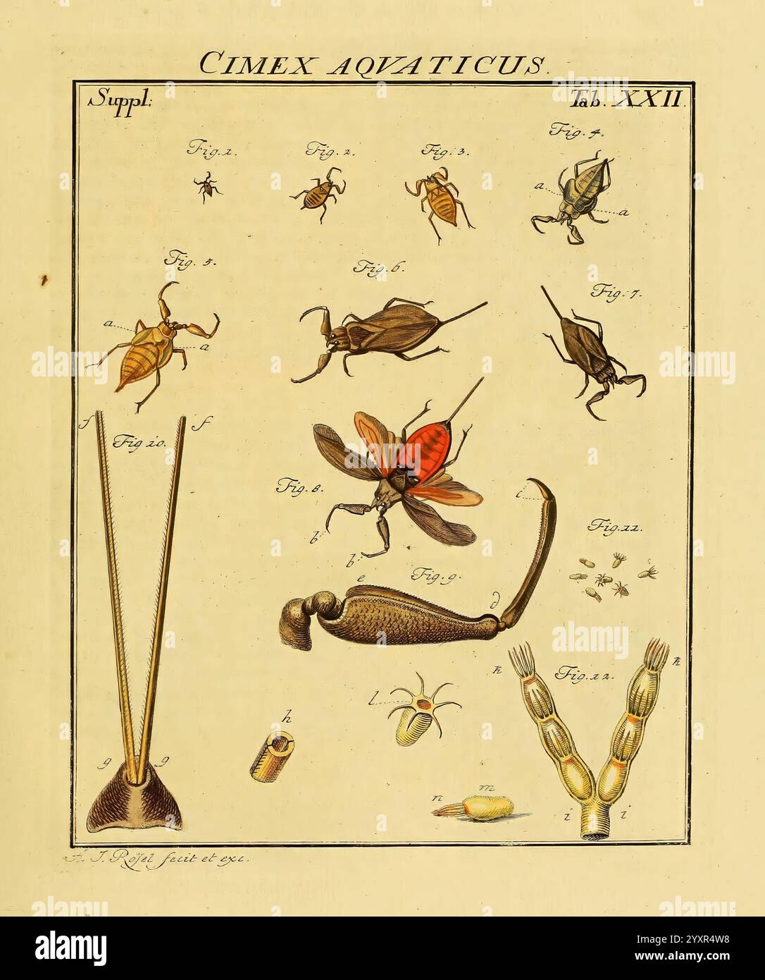 Showcasing detailed illustrations hi-res stock photography and images ...