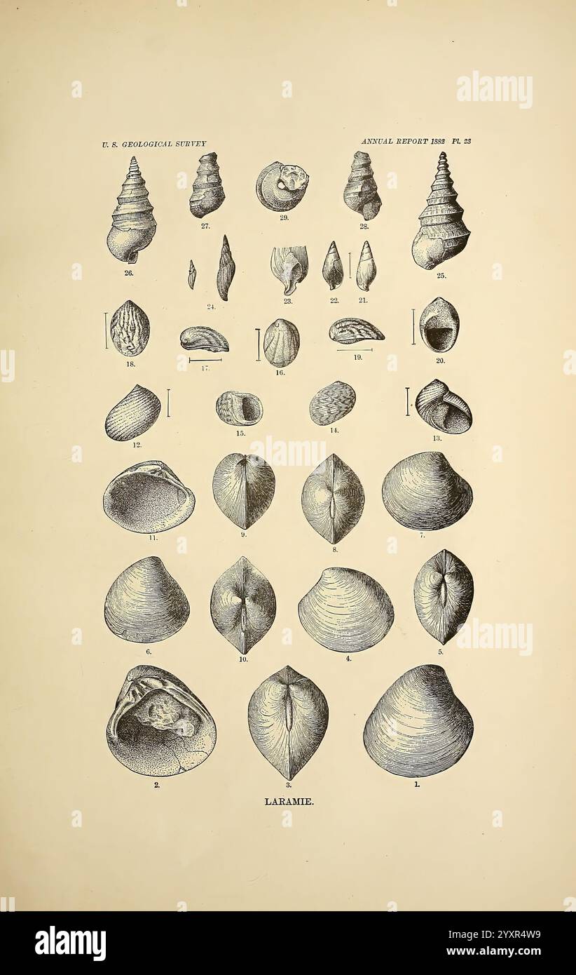 Bottom section highlights cross sections hi-res stock photography and ...