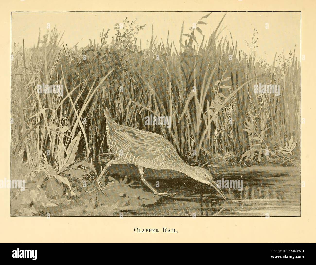 Quiet observations hi-res stock photography and images - Alamy