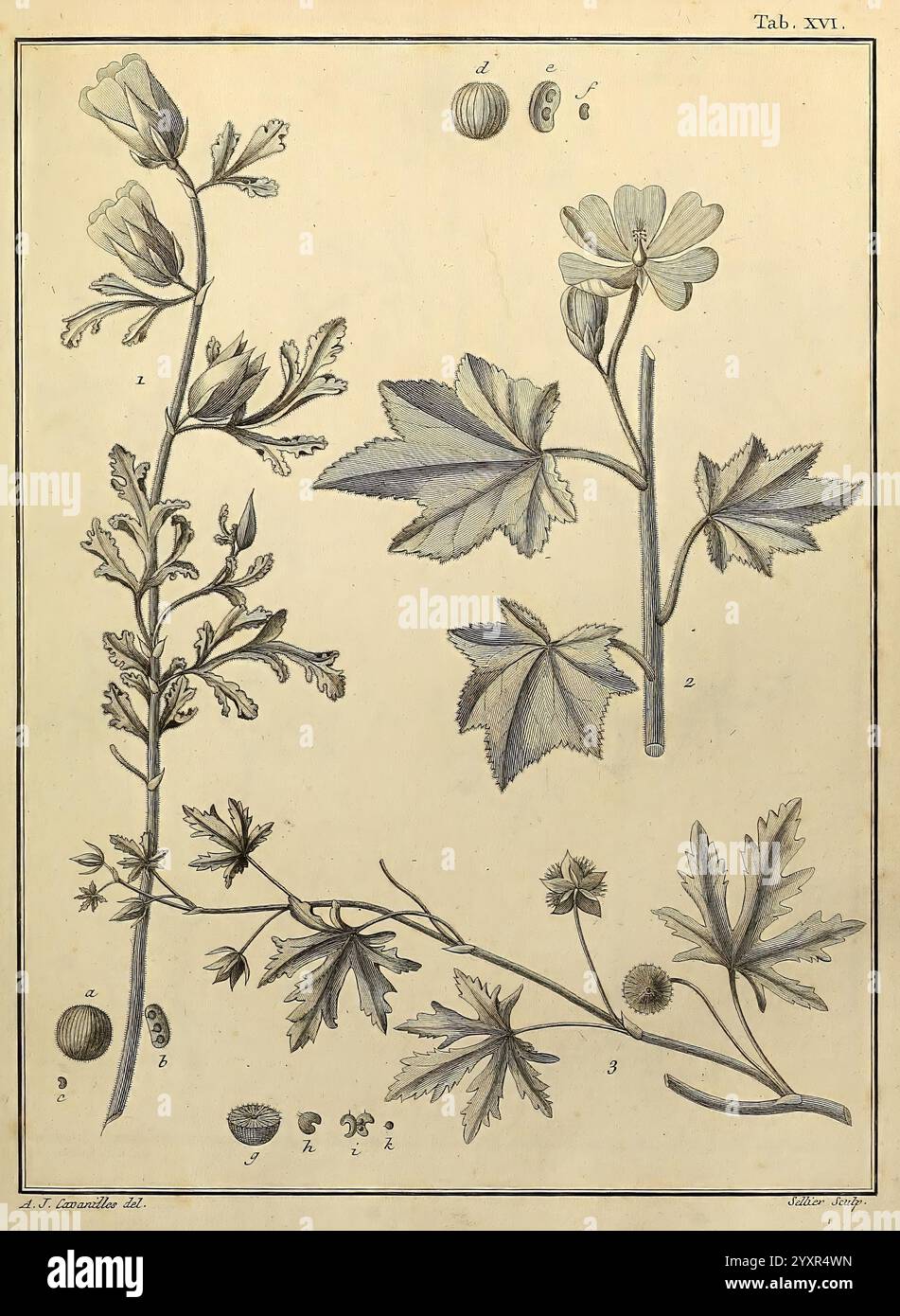 Monadelphiae, classis, dissertationes, decem, Parisiis, Apud F.A. Didot ...