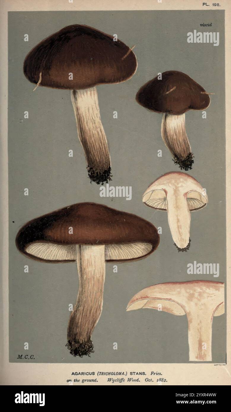 Lighter colored fungi hi-res stock photography and images - Alamy