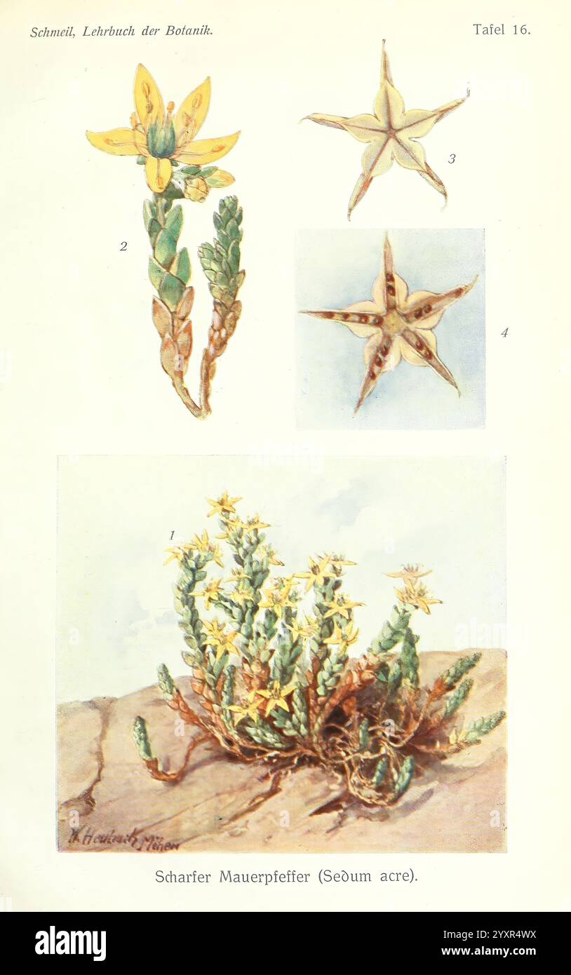 Two star shaped figures hi-res stock photography and images - Alamy