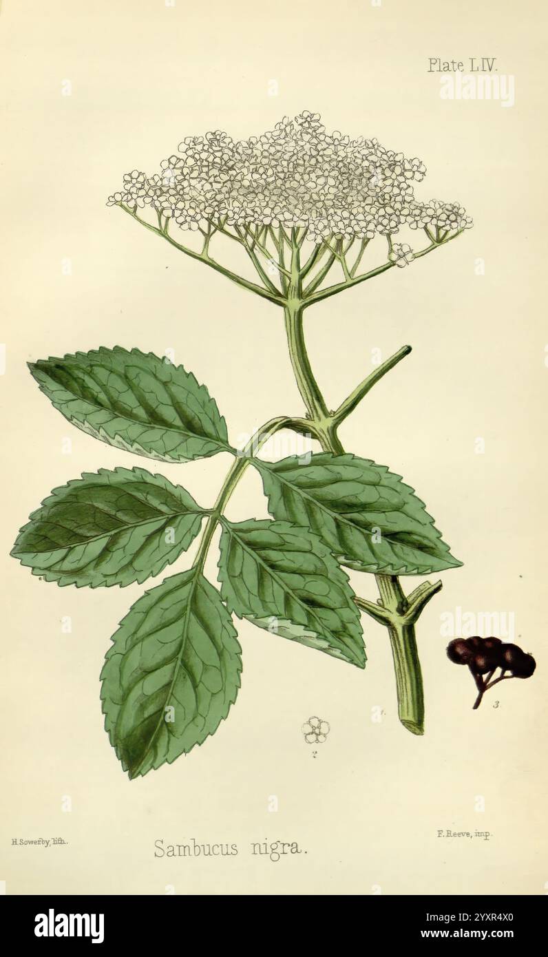 The, flora, homoeopathica, London, Leath, & Ross, 1852-1853, botany ...
