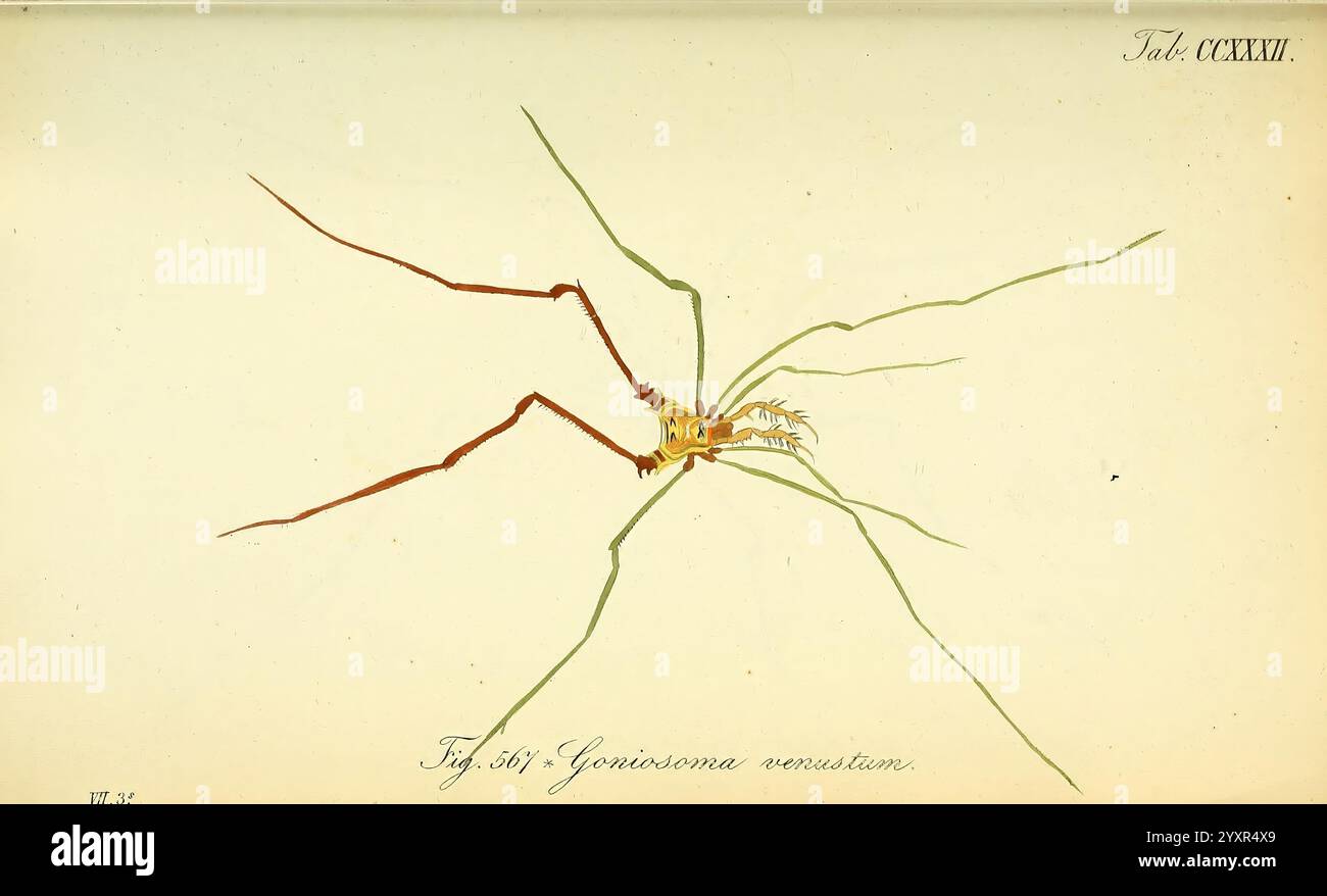 Slender golden lines hi-res stock photography and images - Alamy