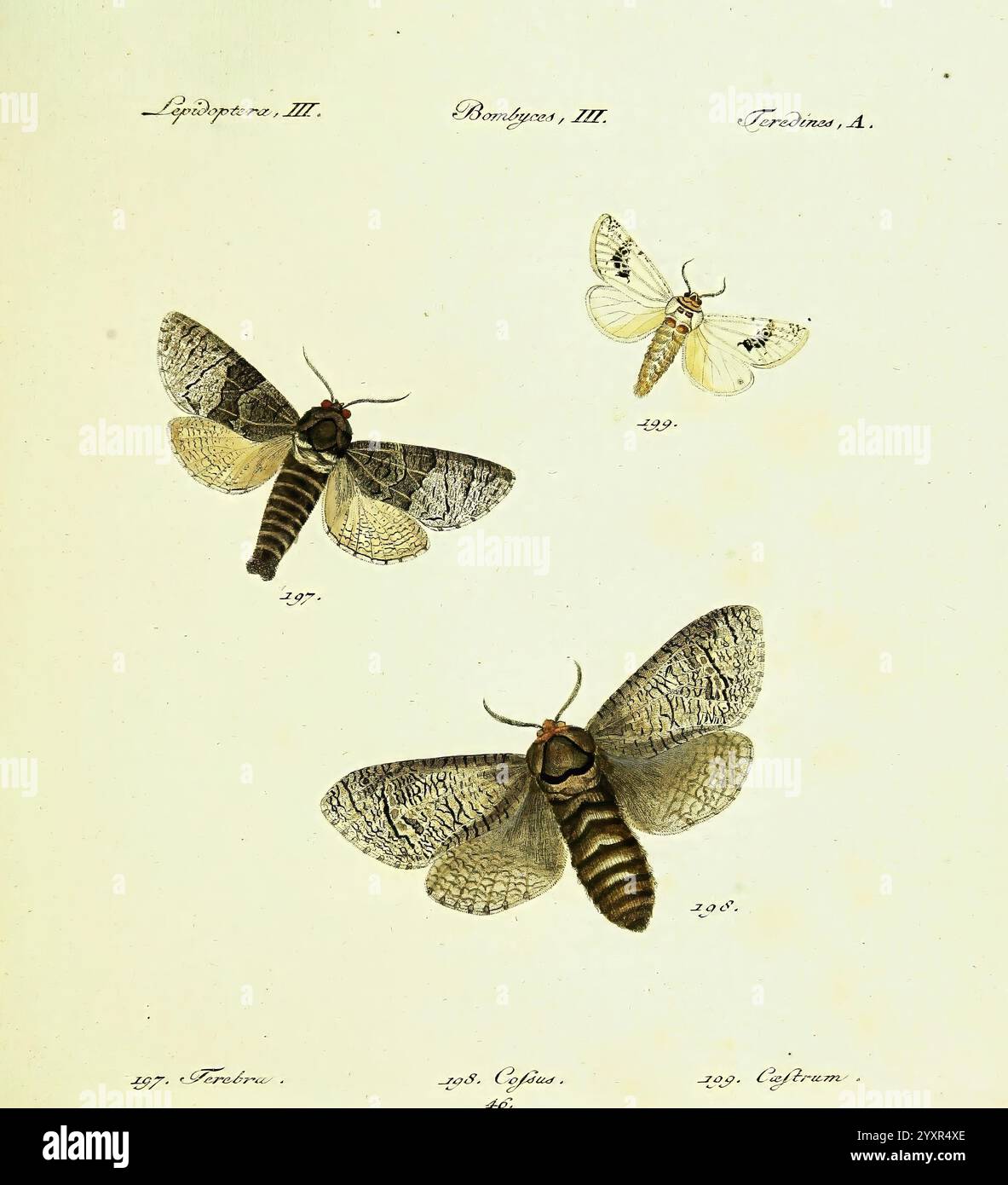 Hübner's, papilio, S.l, s.n, 1796-1841, lepidoptera, A collection of ...