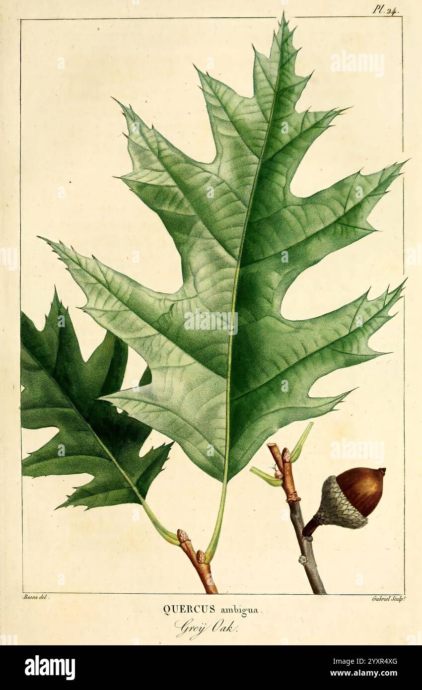 Quercus ambigua hi-res stock photography and images - Alamy