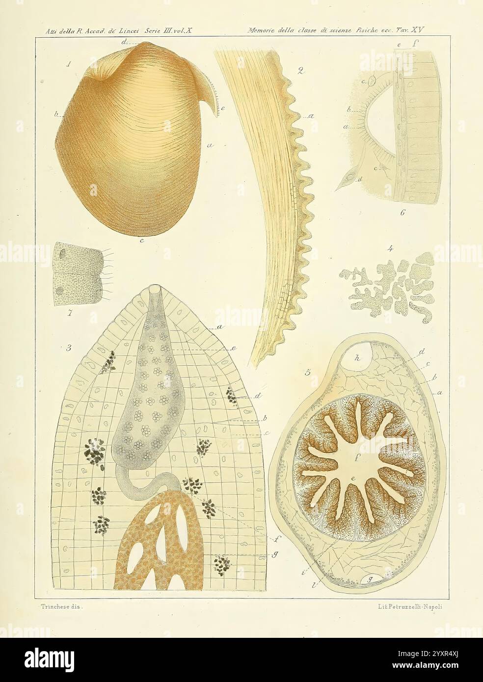 Æolididae e famiglie affini del porto di Genova Bologna Tipi Gamberini ...