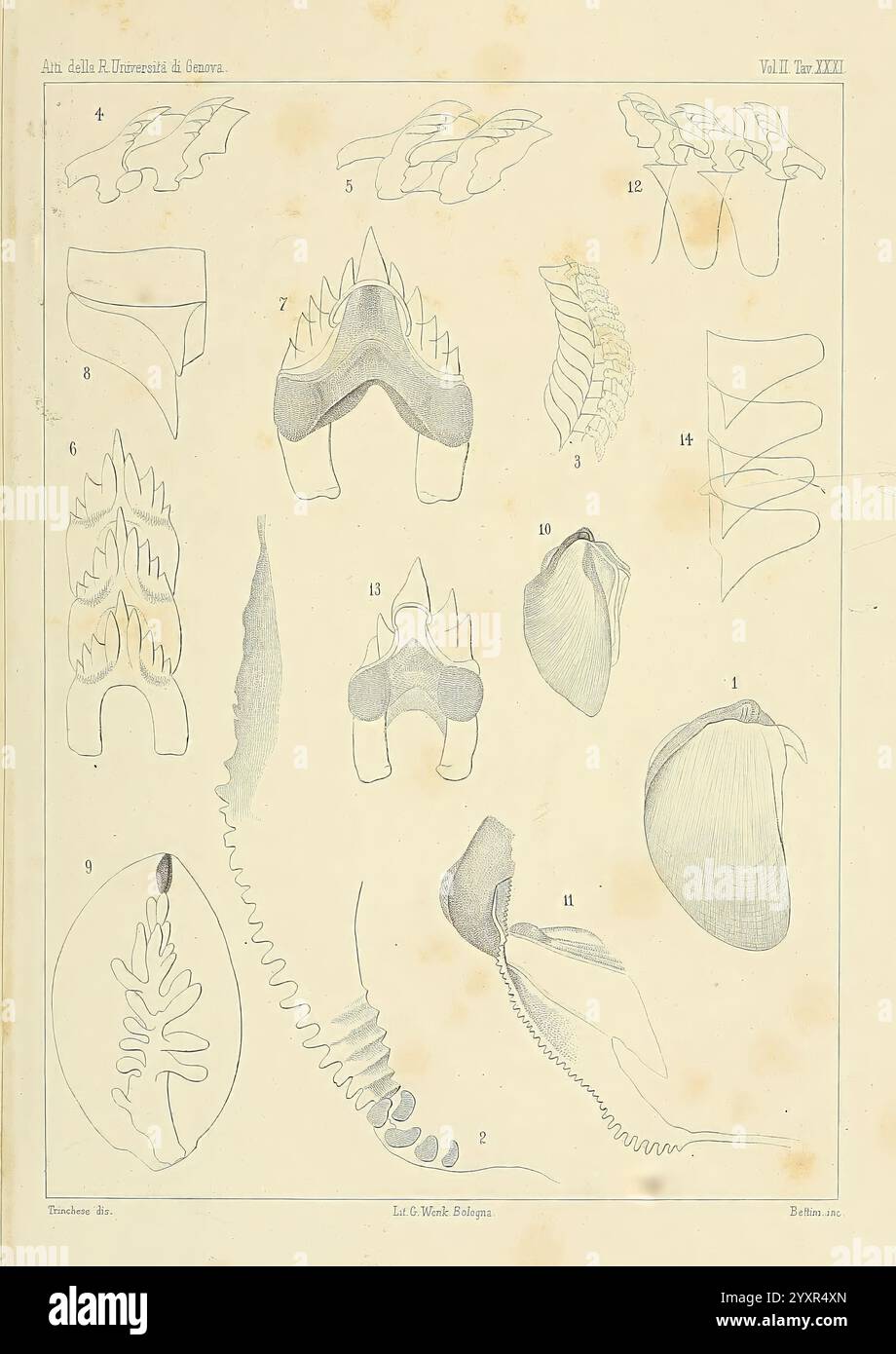 Include different types of mollusks hi-res stock photography and images ...