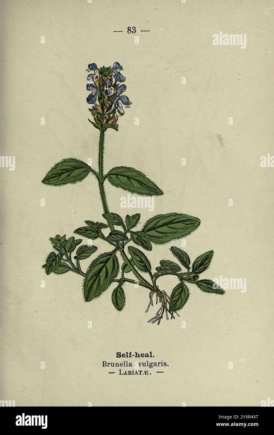 Wayside and woodland blossoms, London, F. Warne, 1895, Great Britain ...