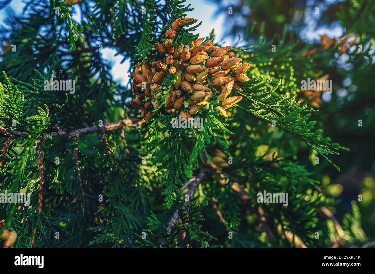 Thuja evergreen tree with brown cones against blue sky. Green-yellow ...