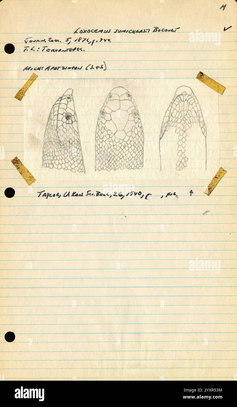 Field notes, Mexico. 1949-1950, Aquila, Ciudad de Mexico, Coahuayana ...