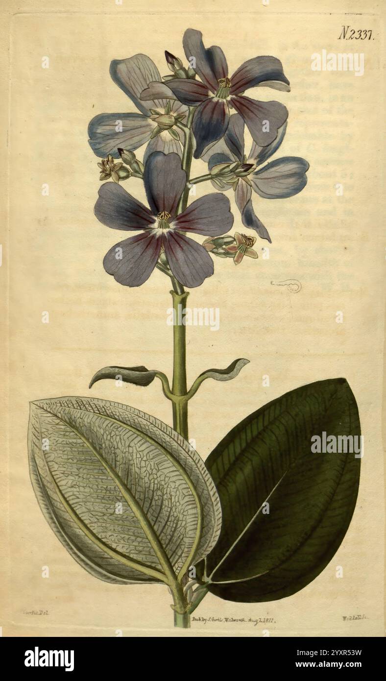 Petal boasting intricately detailed textures hi-res stock photography ...