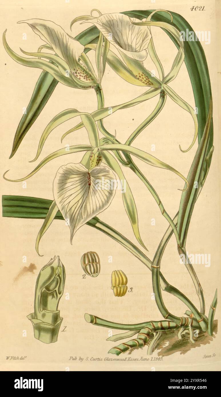 Primary bloom features elongated hi-res stock photography and images ...