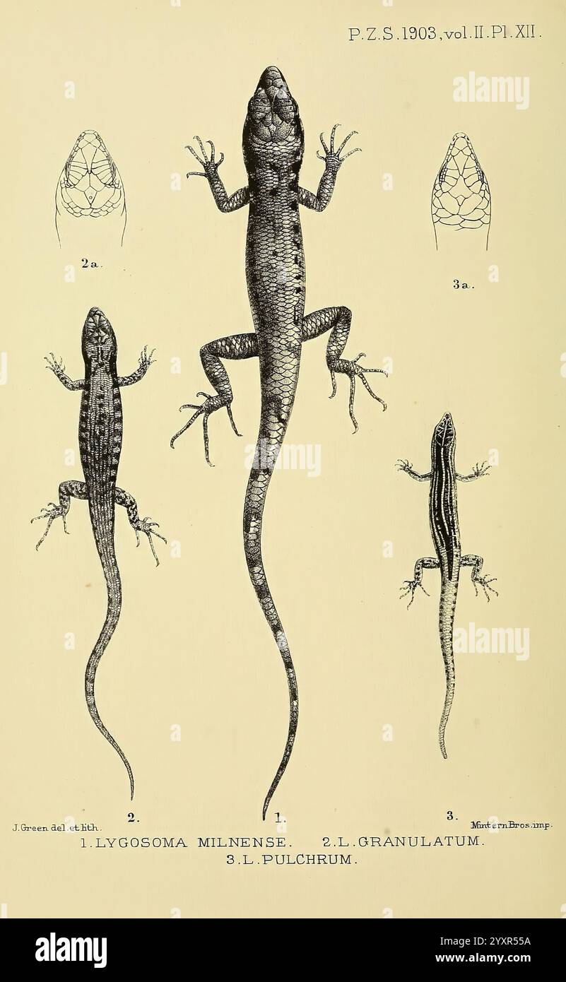 Lizards physical characteristics hi-res stock photography and images ...