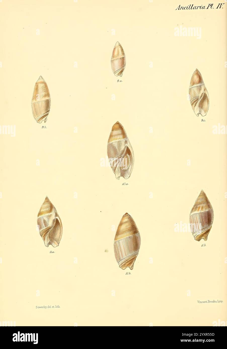 Conchologia Iconica, or Illustrations of the Shells of Molluscous ...