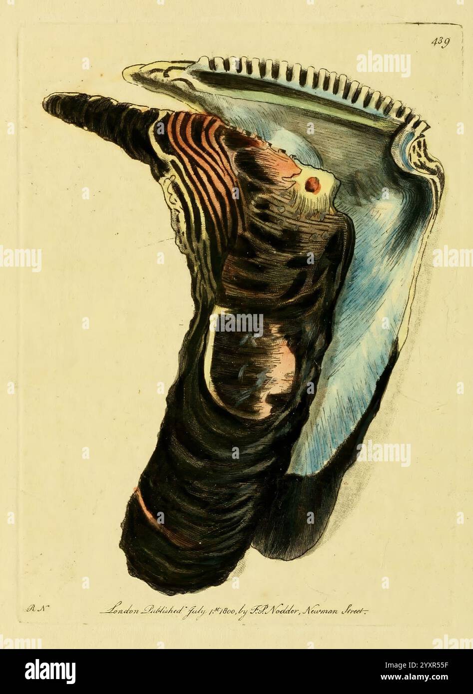 Descriptions Illustrations Mollusks Mollusks Pictorial works, A ...