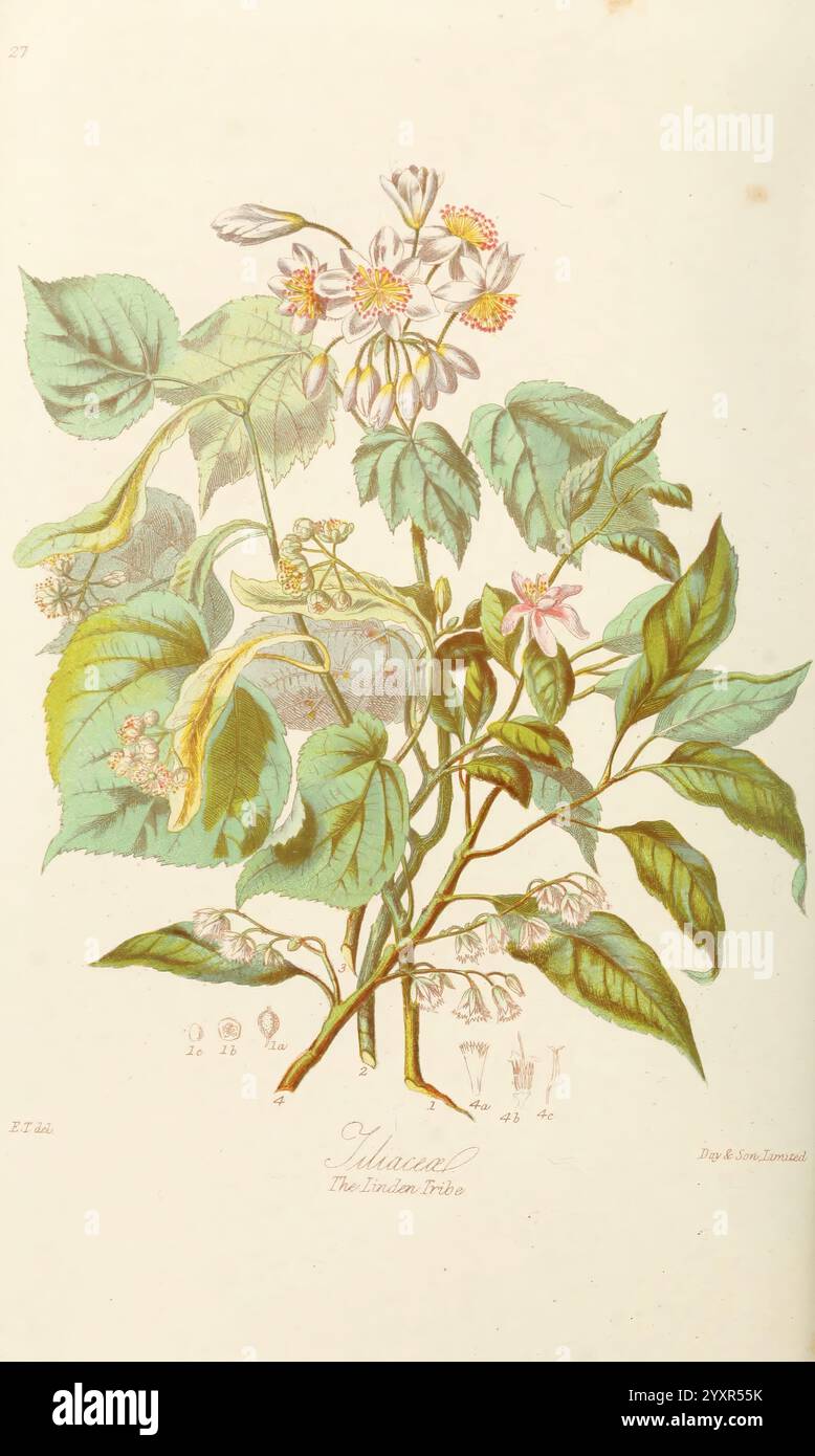 Illustrations of the Natural Orders of Plants with Groups and ...