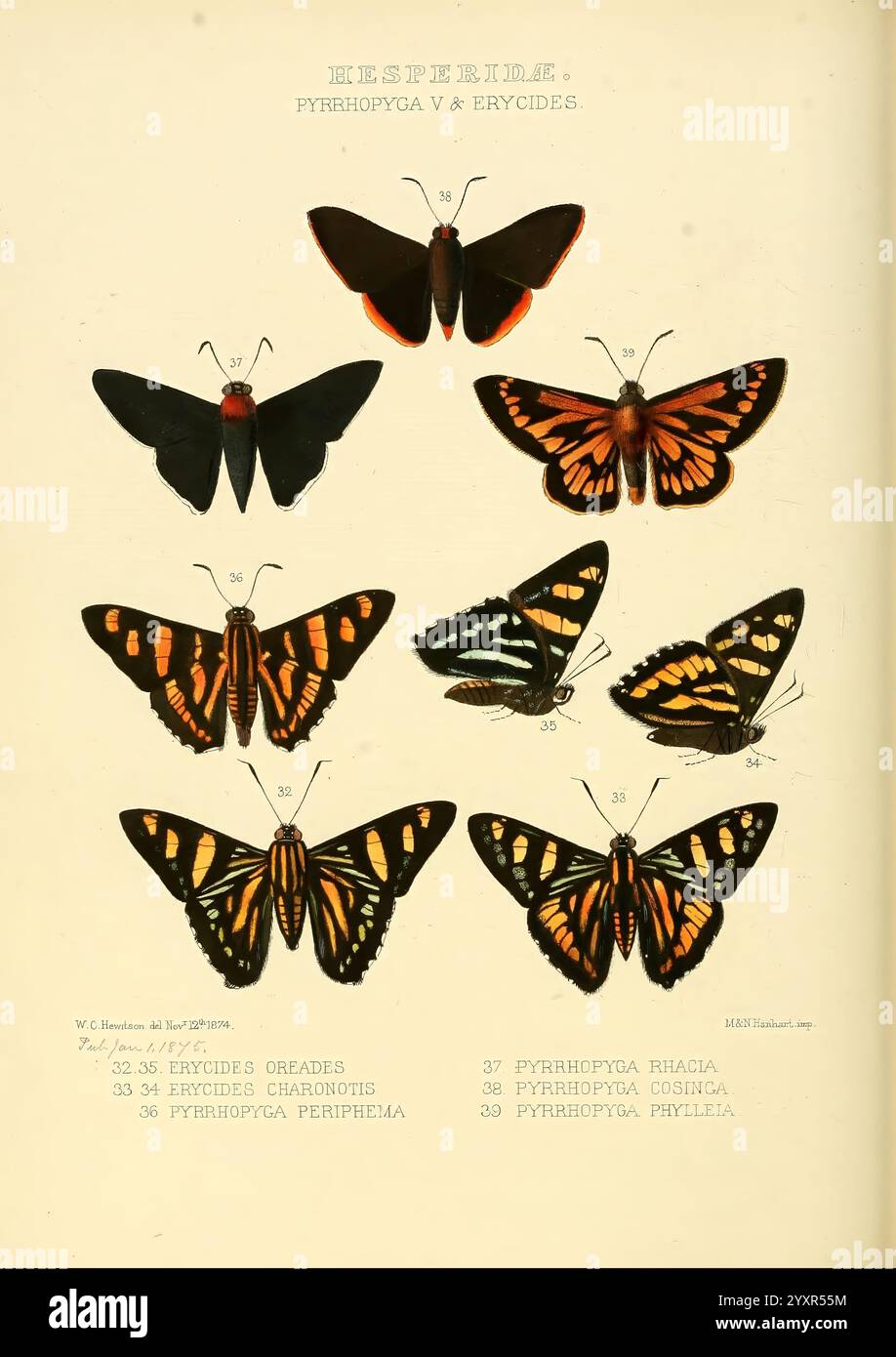 Center butterfly stands hi-res stock photography and images - Alamy