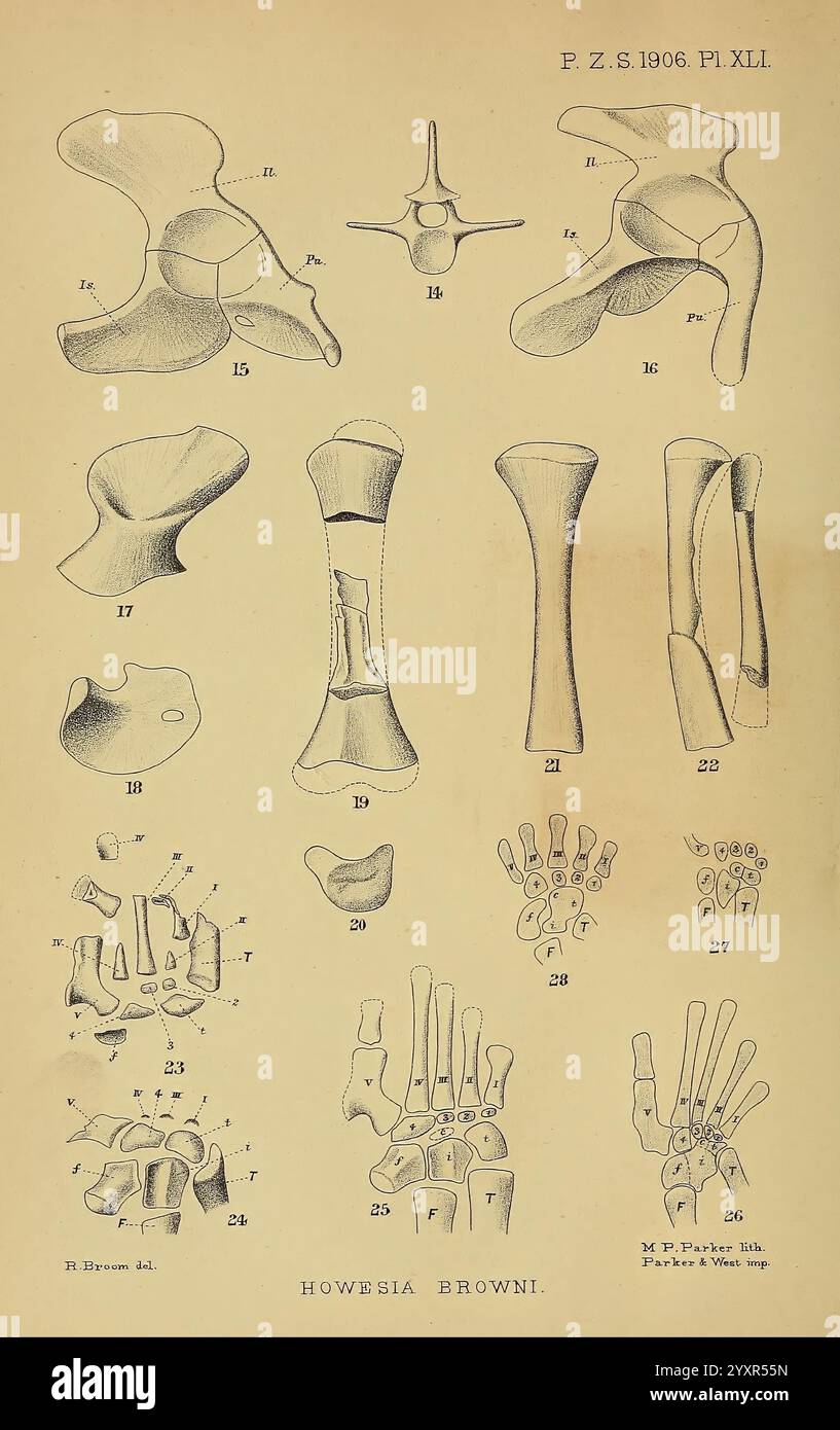 Detailed depictions of individual bones hi-res stock photography and ...