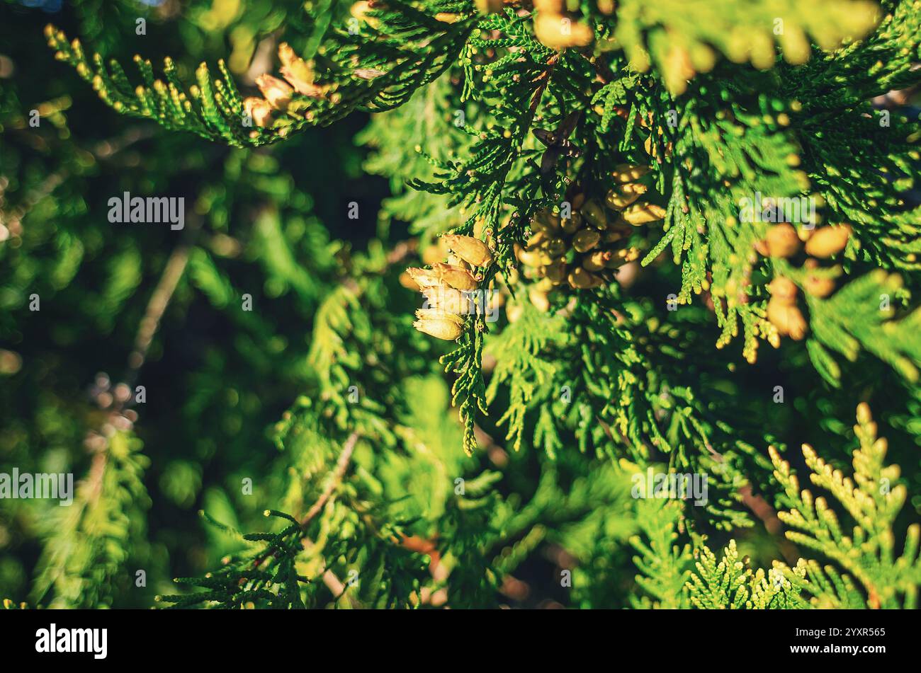 Thuja plant with seeds, tree with buds. Green-yellow coniferous ...