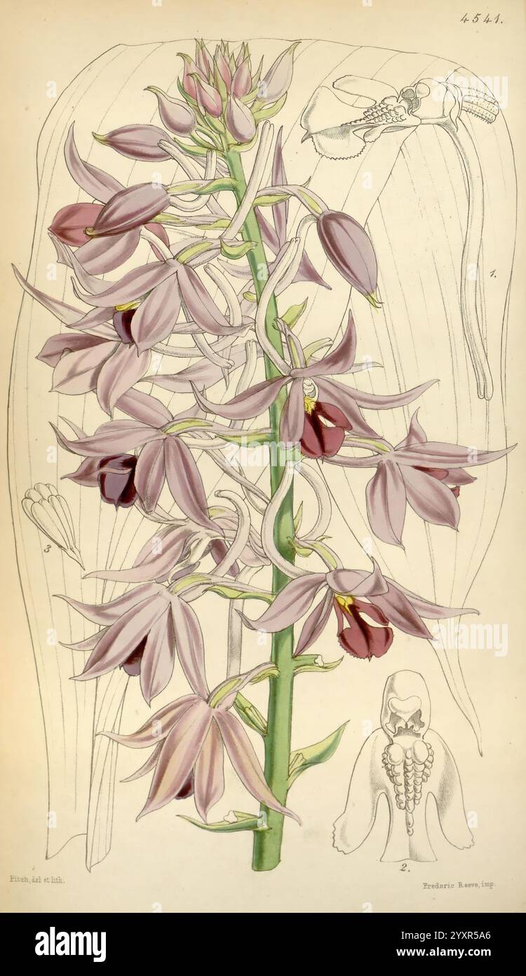 Curtis's Botanical Magazine, London, New York, Botany, Periodicals ...