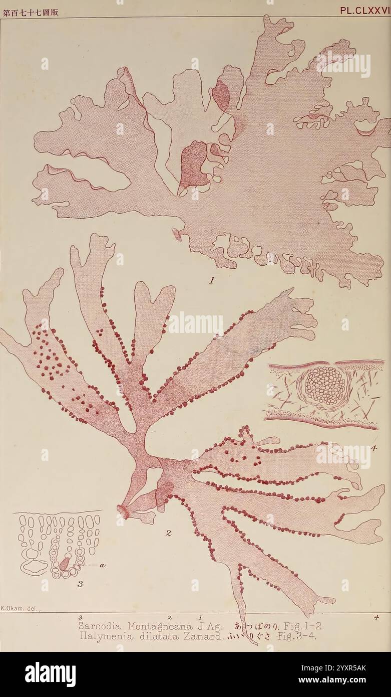 Icones of Japanese algae Tokyo Kazamashobo 1907-1942 Japan Algae Botany ...