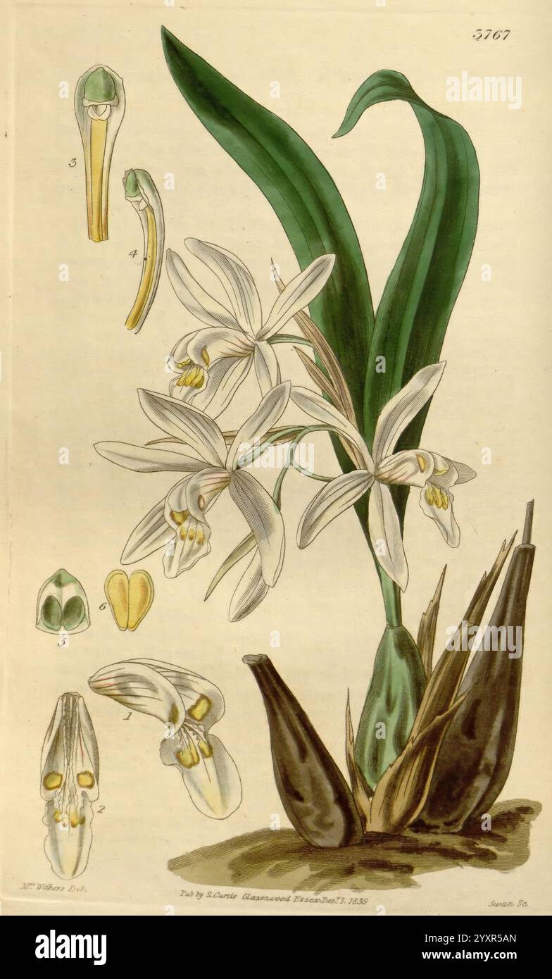 Illustrate individual flower parts hi-res stock photography and images ...