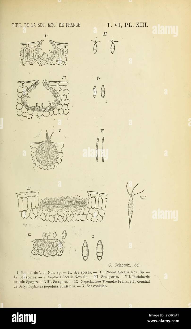 Studying microscopic life forms hi-res stock photography and images - Alamy
