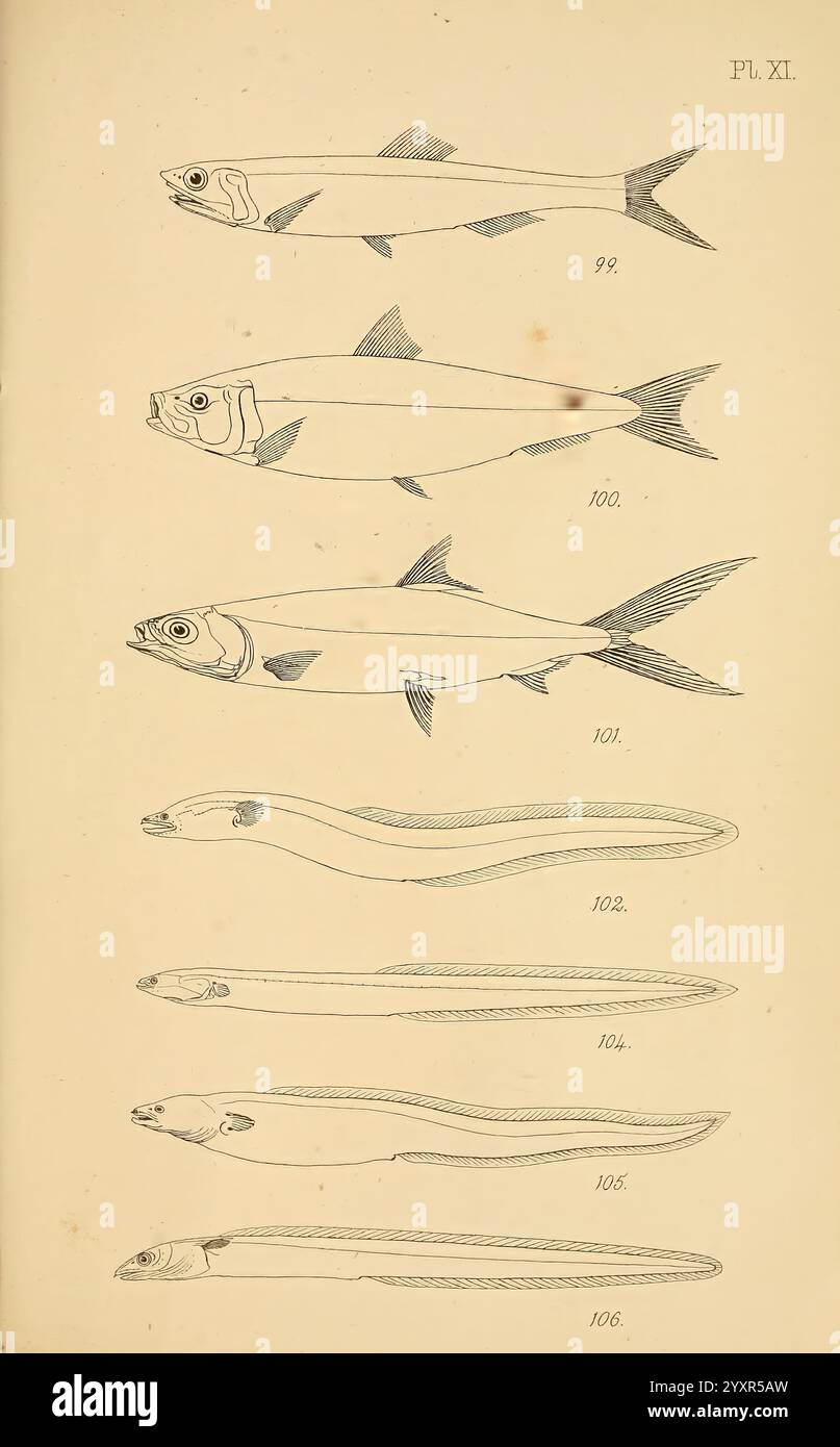 Fishes of New Zealand Wellington, N.Z, J. Hughes, printer, 1872 New ...