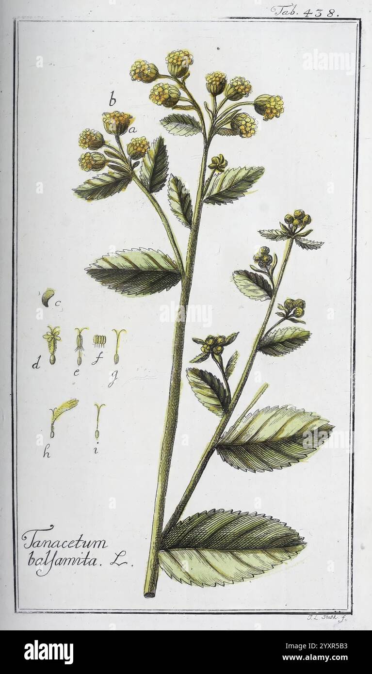 Plant species tanacetum balsamita hi-res stock photography and images ...