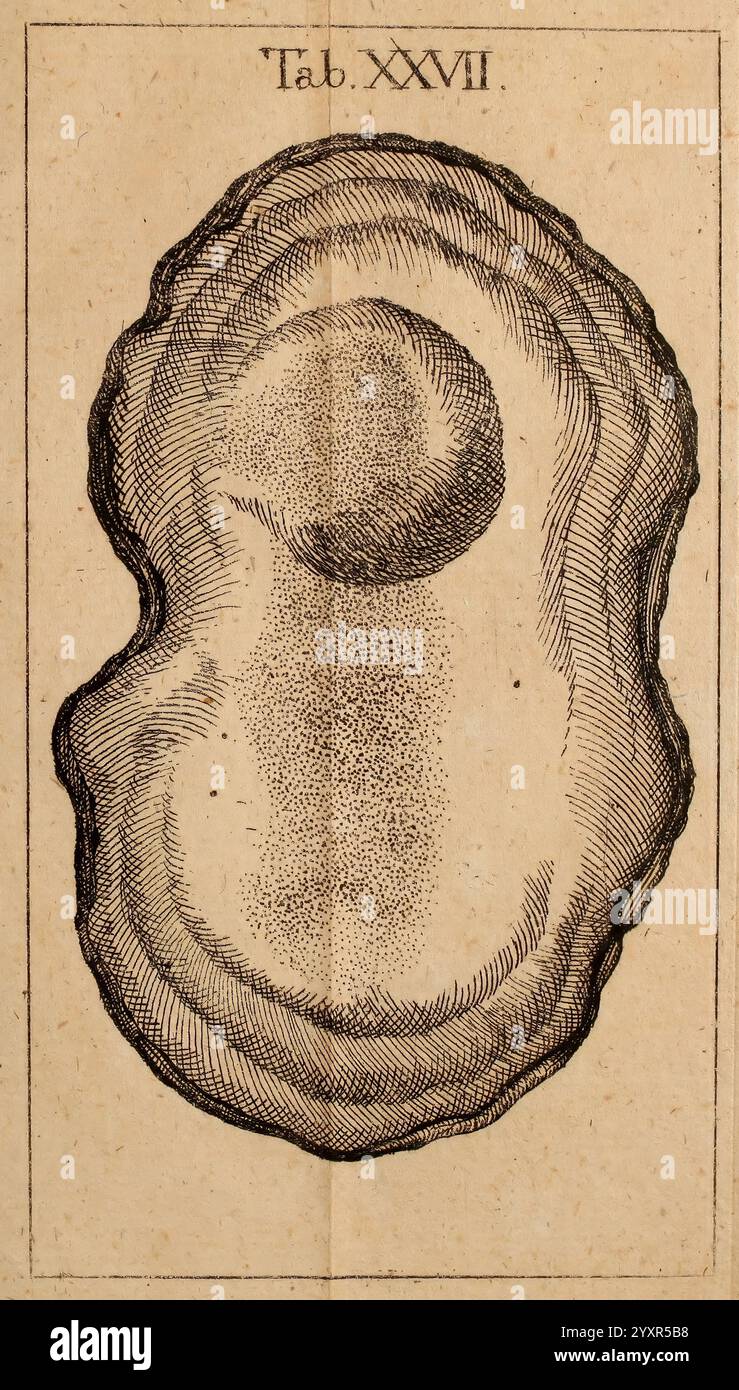 Rounded inner structure hi-res stock photography and images - Alamy