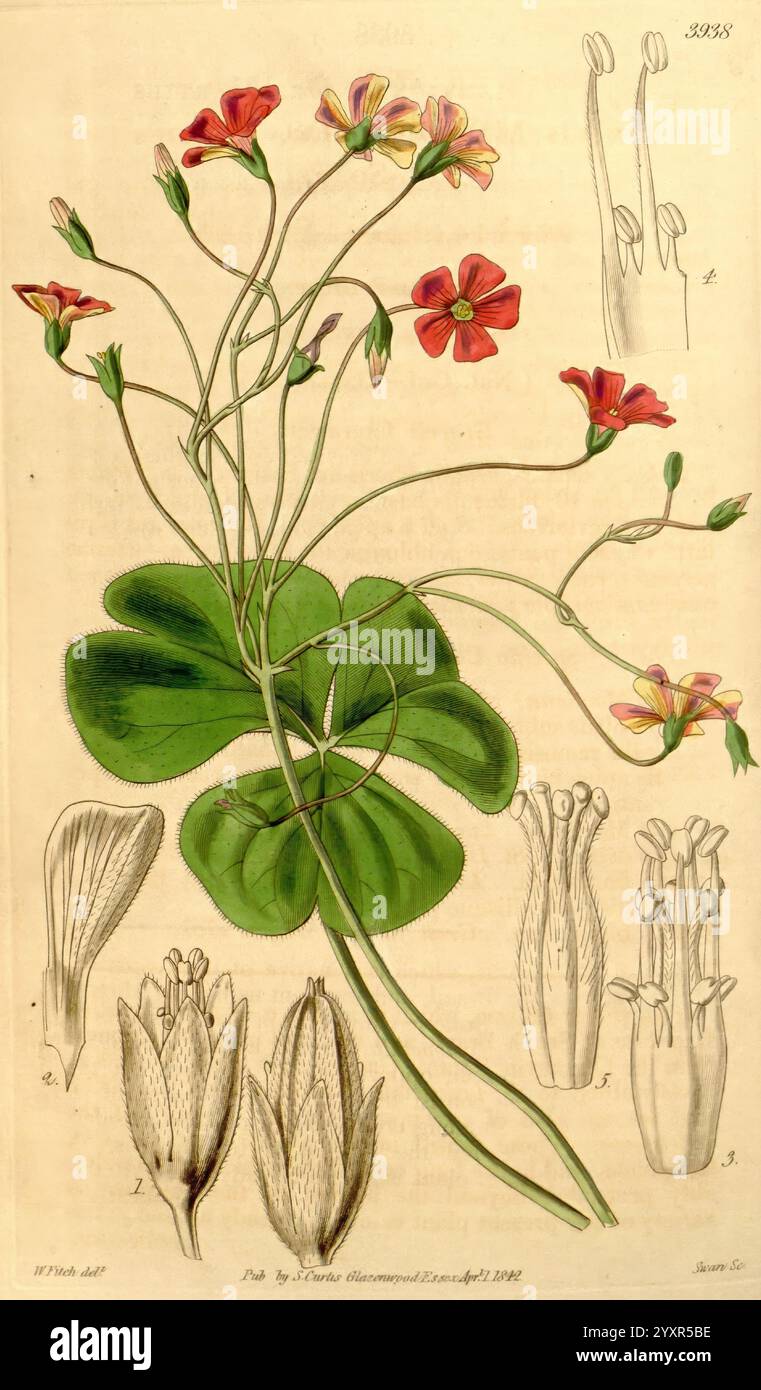Curtis's Botanical Magazine, London, New York, botanical illustration ...