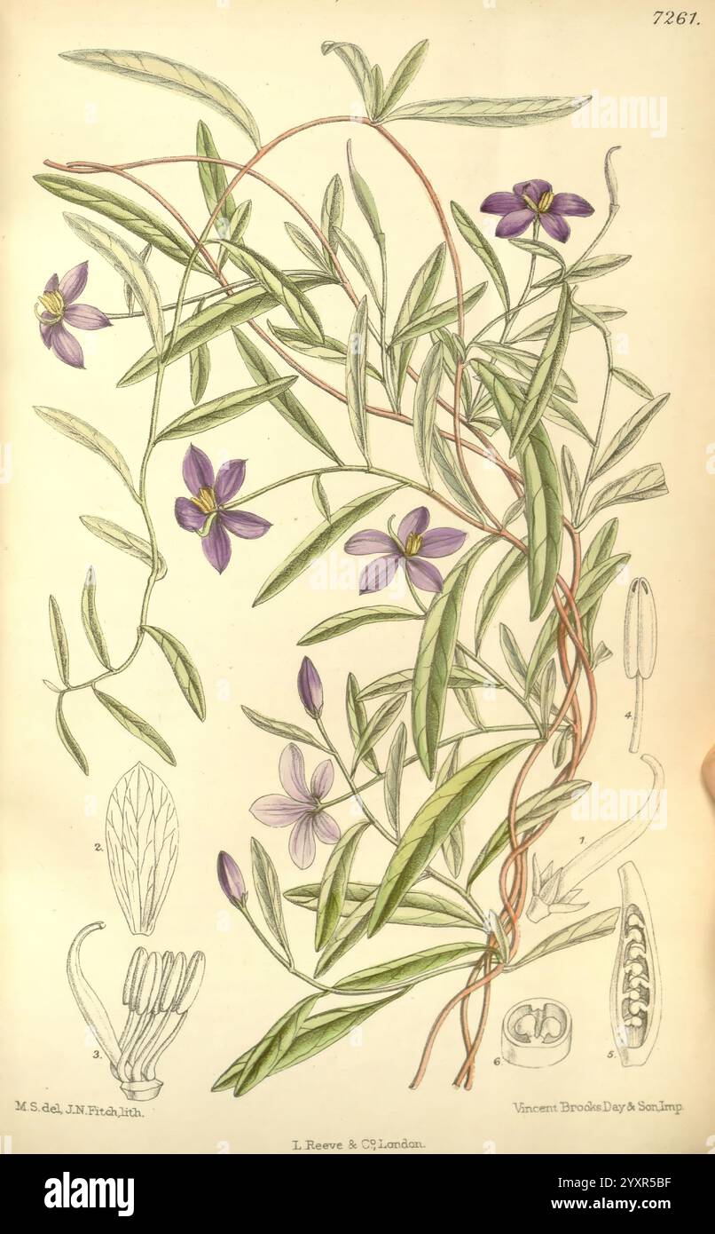 Curtis's Botanical Magazine London New York Botanical Illustration ...