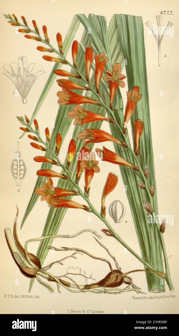 Curtis's Botanical Magazine, London, New York, botanical illustration ...