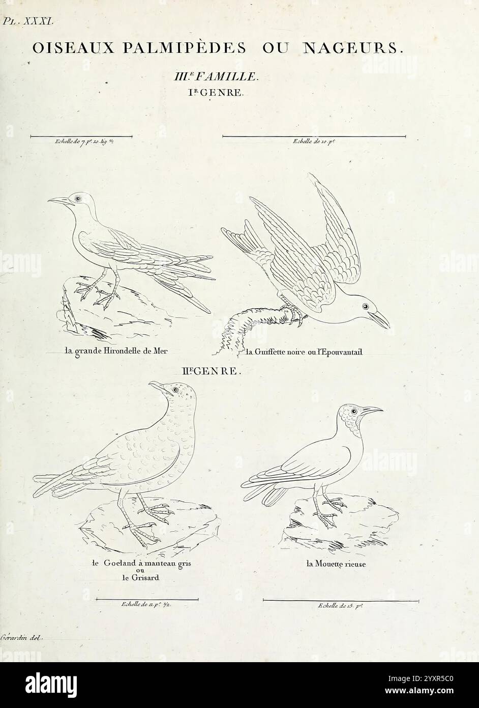 Top section depicts two birds hi-res stock photography and images - Alamy