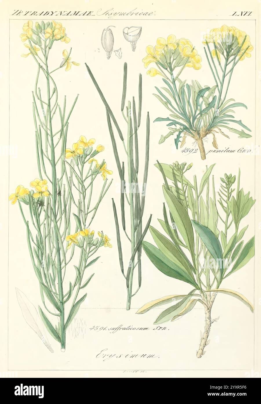 Yellow flowers labeled hi-res stock photography and images - Alamy