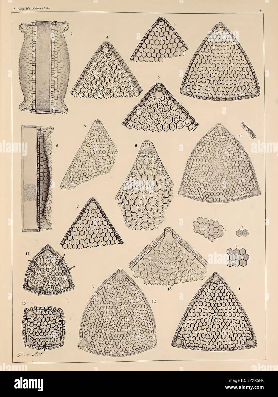 Atlas der Diatomaceen-Kunde Leipzig O.R. Reisland 1874-19 atlases ...