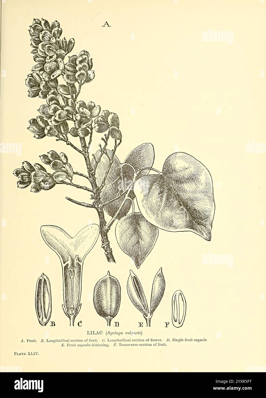 Trees and shrubs of the British Isles London Dent 1909 botany Great ...