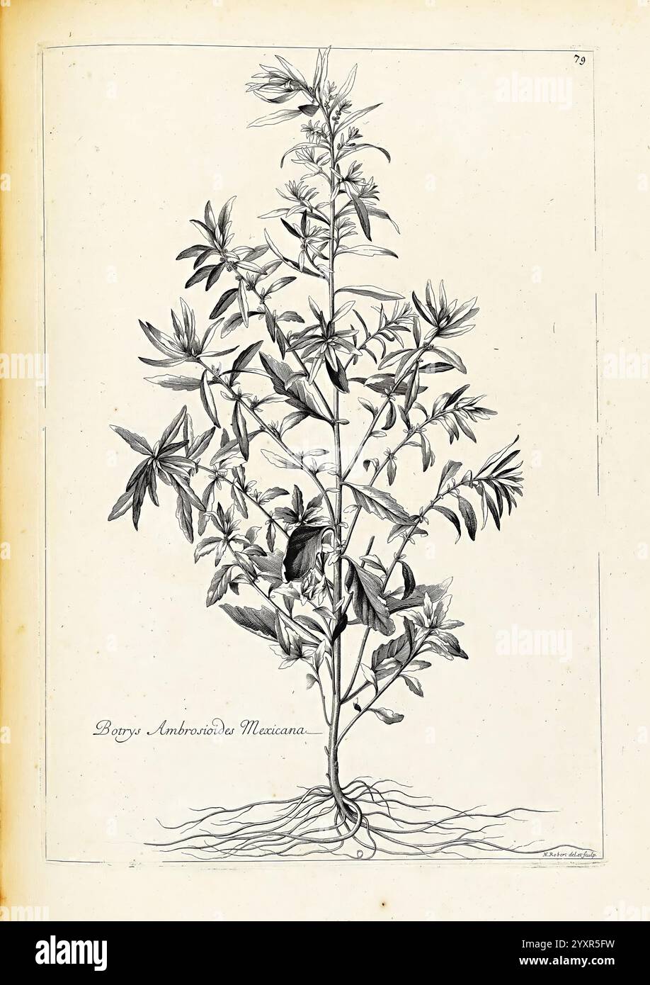 Ambrosia mexicana plant hi-res stock photography and images - Alamy