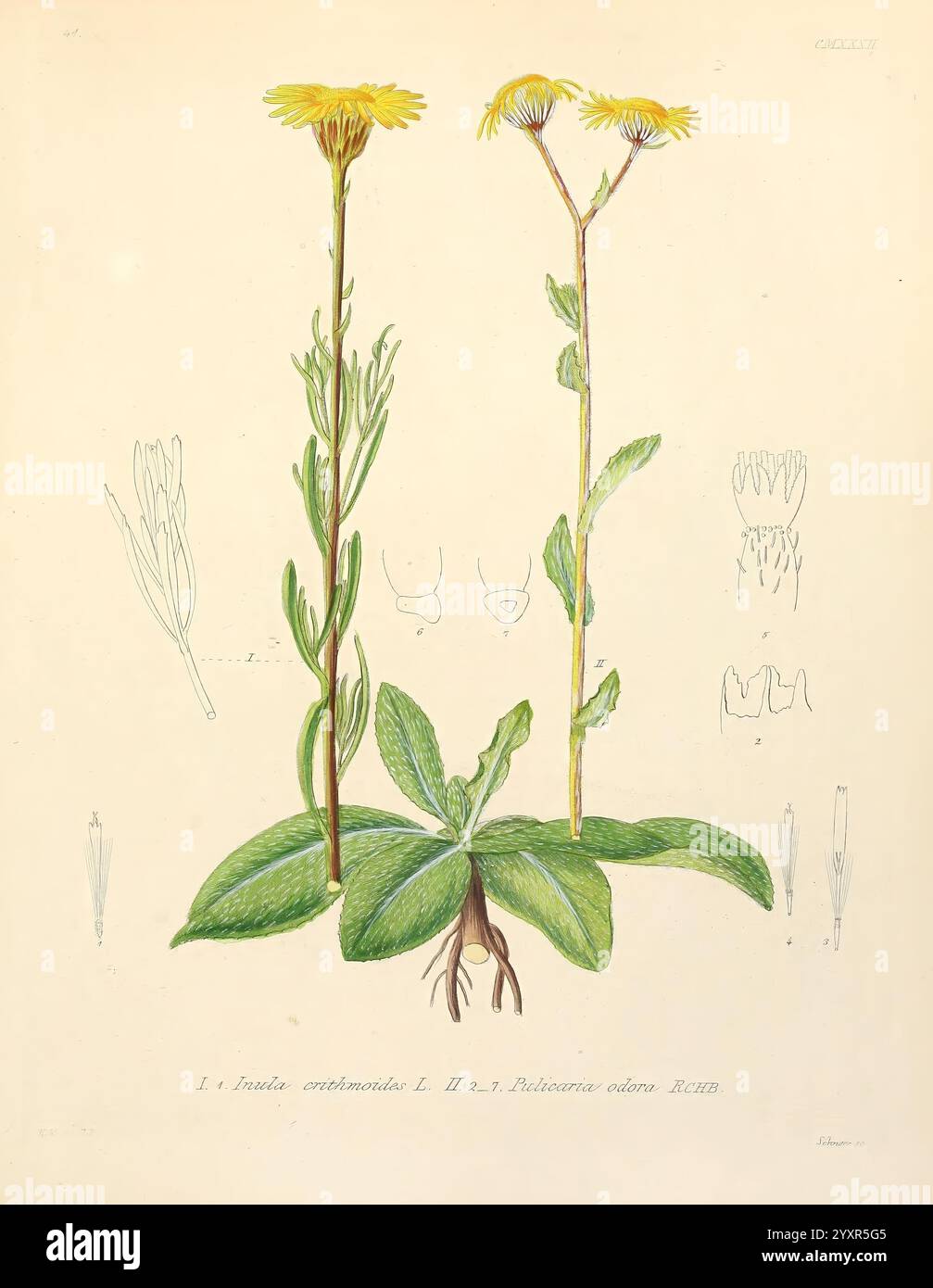 Two detailed botanical drawings hi-res stock photography and images - Alamy