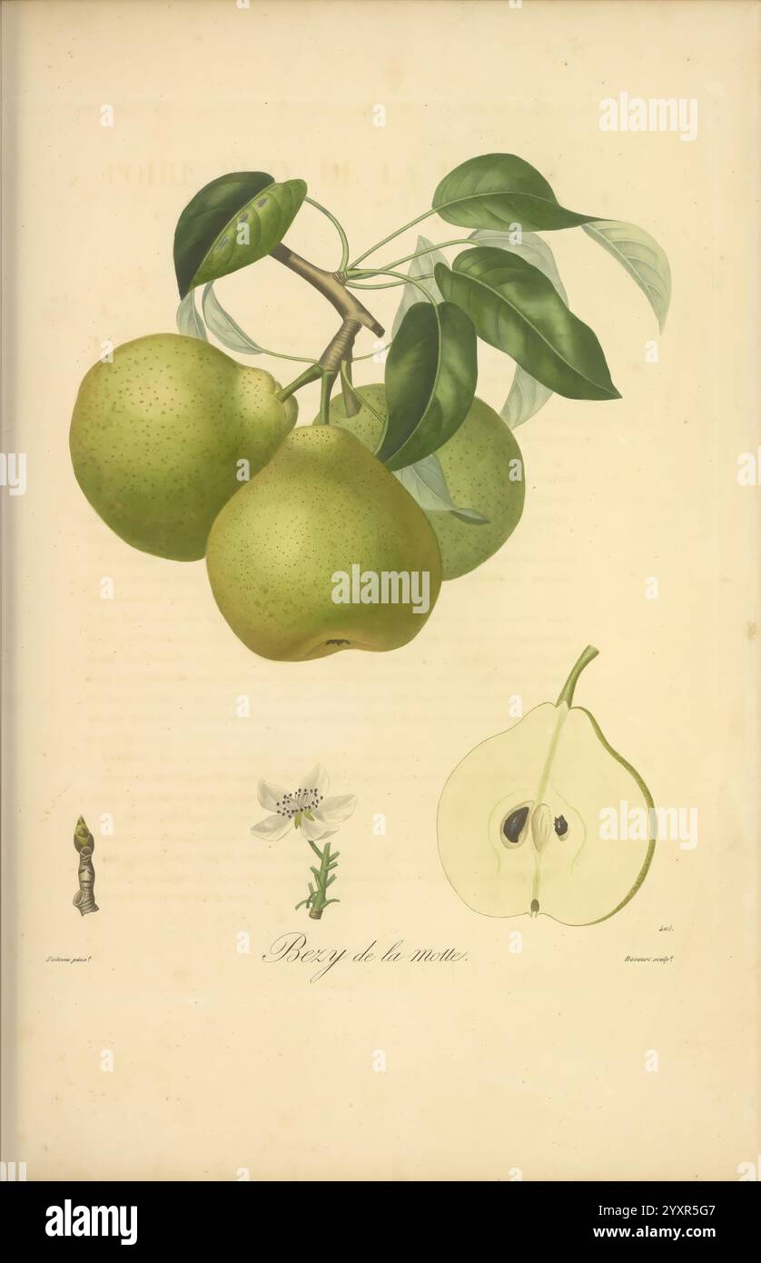 Pomologie française, Paris, Langlois et Leclercq, 1846, arbres ...