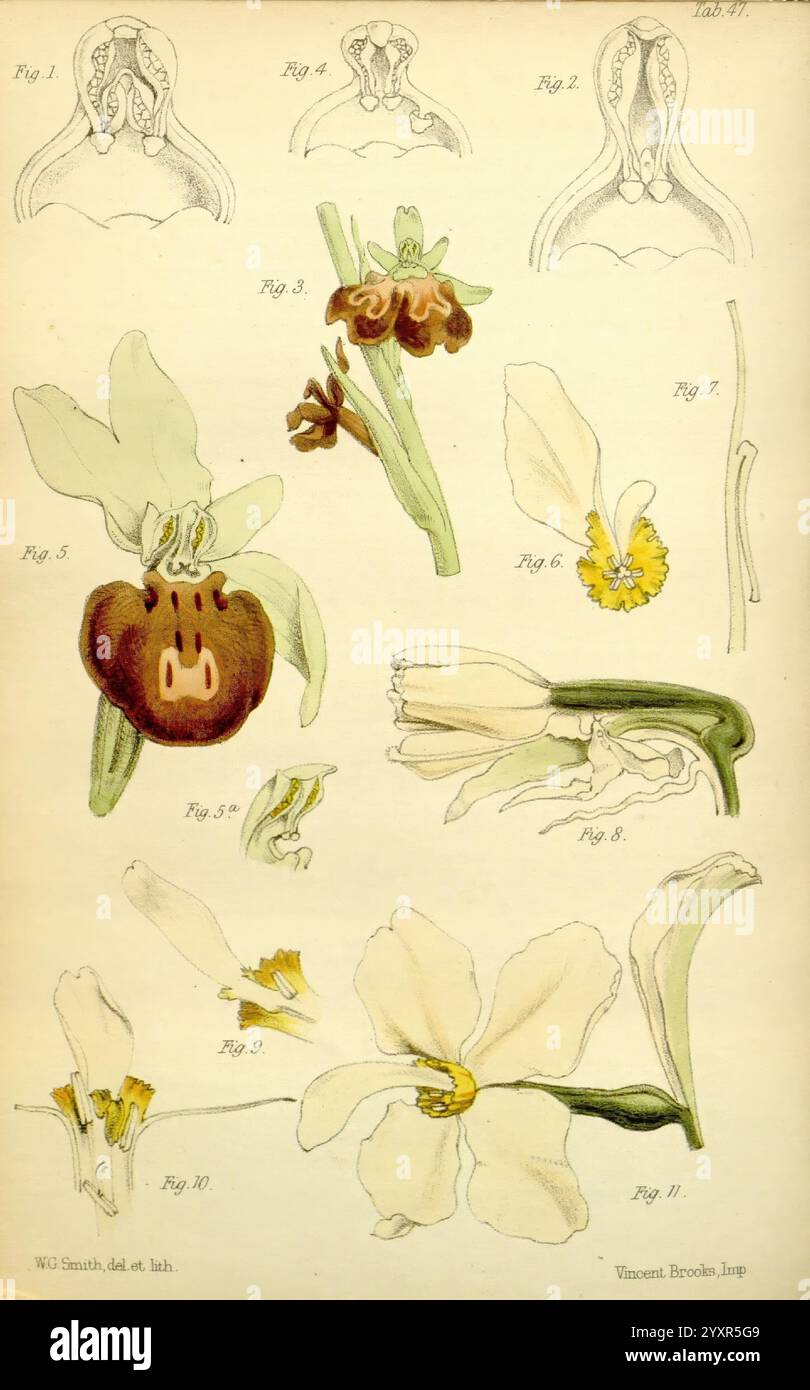 Journal of Botany, British and Foreign. London, Robert Hardwicke, 1863 ...