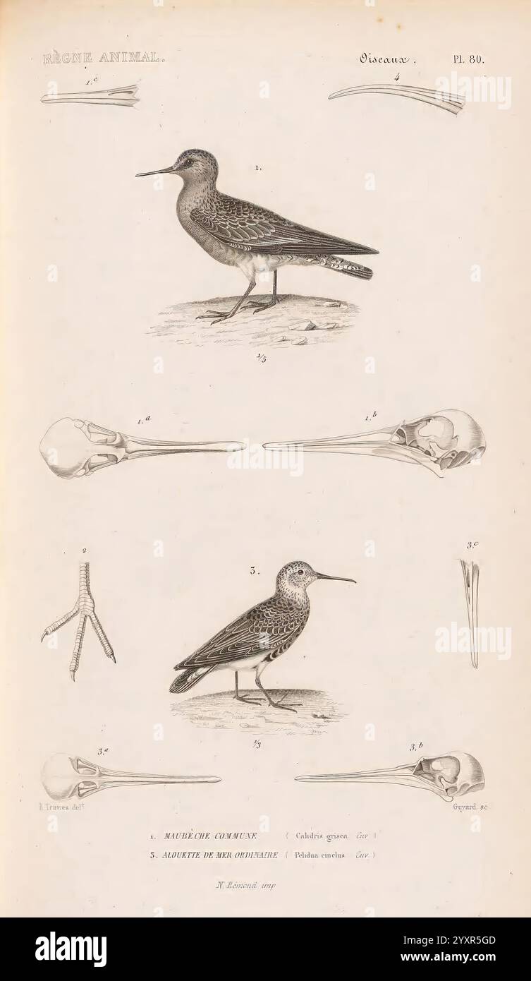 Birds physical adaptations hi-res stock photography and images - Alamy